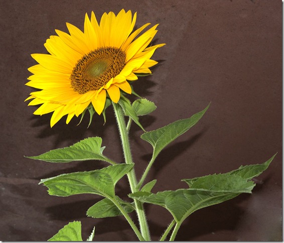 Siūlų gadintojos kampelis: Gėlytė pražydo :)